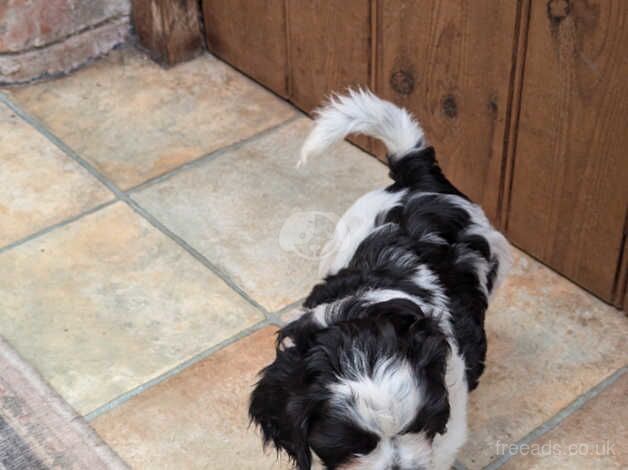 3 Shih Tzu Cross Cocker Spaniel Puppies Cock-a-tzu. For Sale in ...