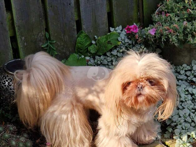 BEAUTIFUL CREAM ADULT SHIH TZU AVAILABLE For Sale in Keighley, West ...