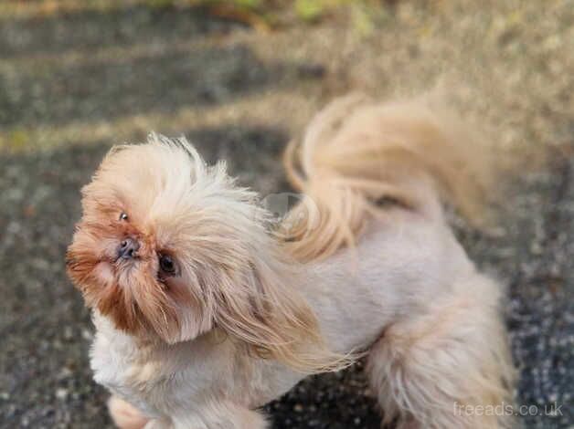 BEAUTIFUL CREAM ADULT SHIH TZU AVAILABLE For Sale in Keighley, West ...