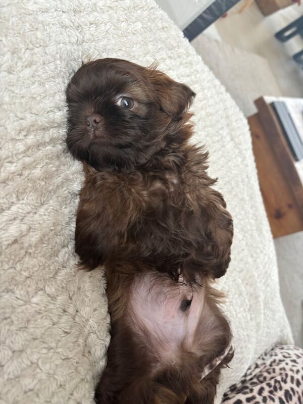 Shih Tzu Puppies For Sale From Private Sellers | Shih Tzu Owners