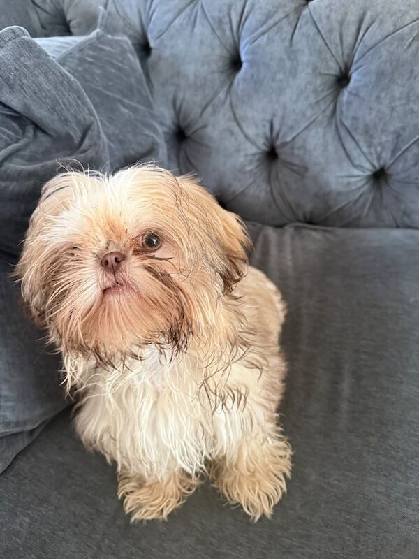 Imperial Shih Tzu Puppies For Sale | Shih Tzu Owners