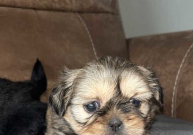 Kennel Club Registered Shih Tzu Puppies For Sale From Private Sellers ...