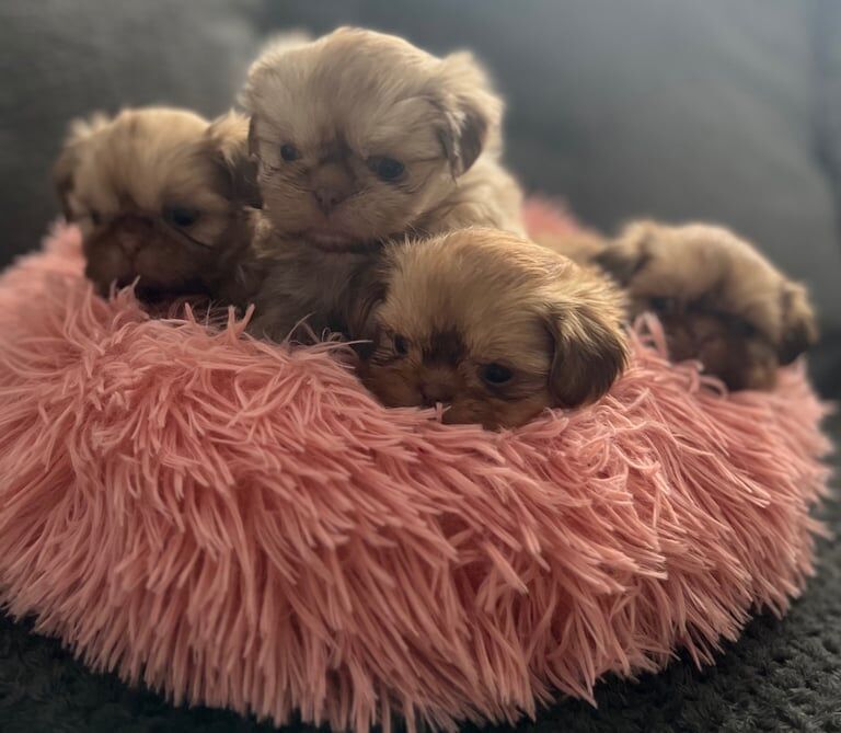Kennel Club Registered Shih Tzu Puppies For Sale From Private Sellers ...