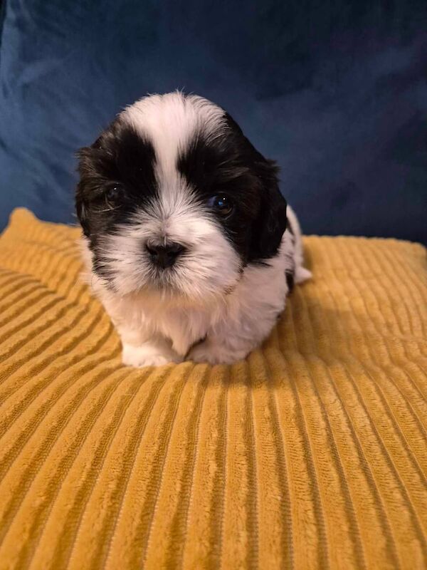 Imperial Shih Tzu Puppies For Sale | Shih Tzu Owners