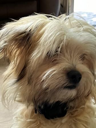 Seven Month Old Cross Breed Male - Shih Tzu Puppies For Sale in Ab ...