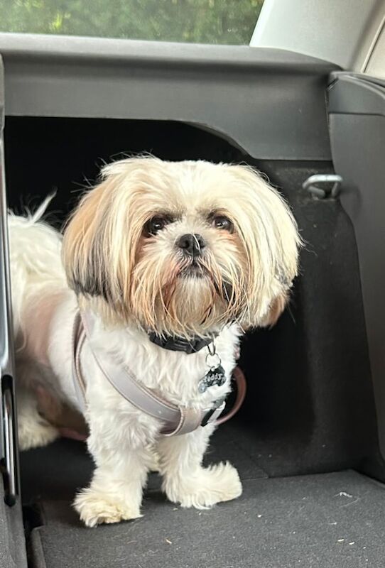 Imperial Shih Tzu Puppies For Sale | Shih Tzu Owners