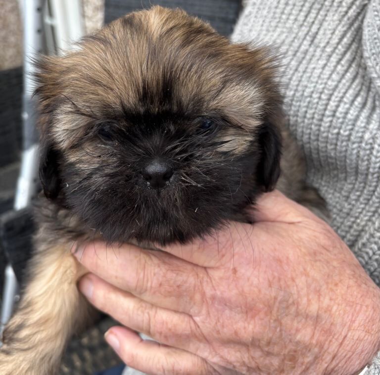Imperial Shih Tzu Puppies For Sale | Shih Tzu Owners