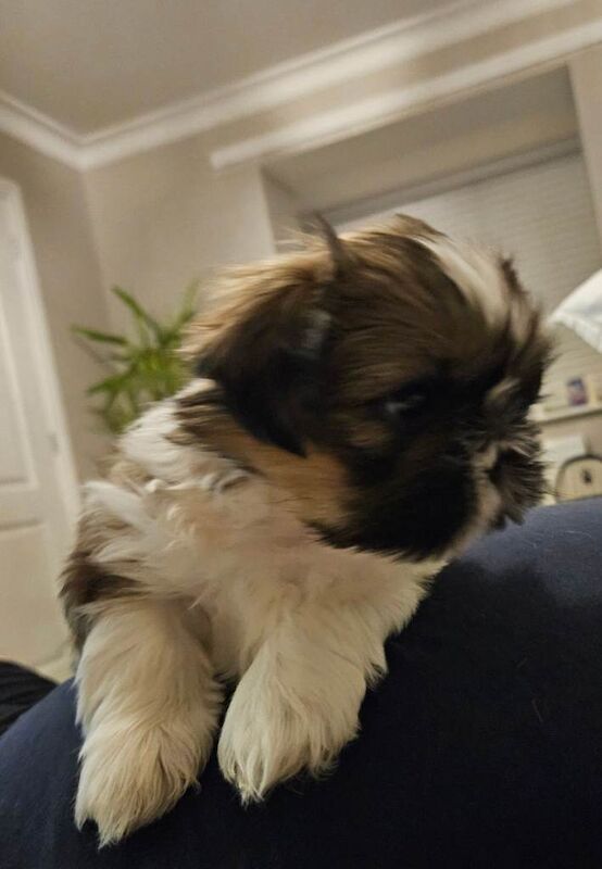 Imperial Shih Tzu Puppies For Sale | Shih Tzu Owners