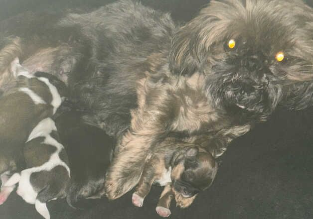 Shih Tzu Puppies For Sale in Liverpool, Merseyside