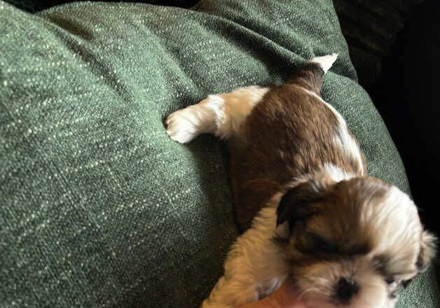 Shih Tzu Puppies For Sale in Liverpool, Merseyside