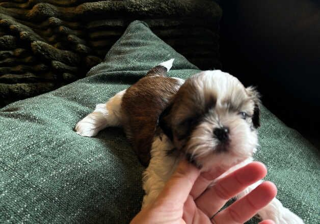 Shih Tzu Puppies For Sale in Liverpool, Merseyside