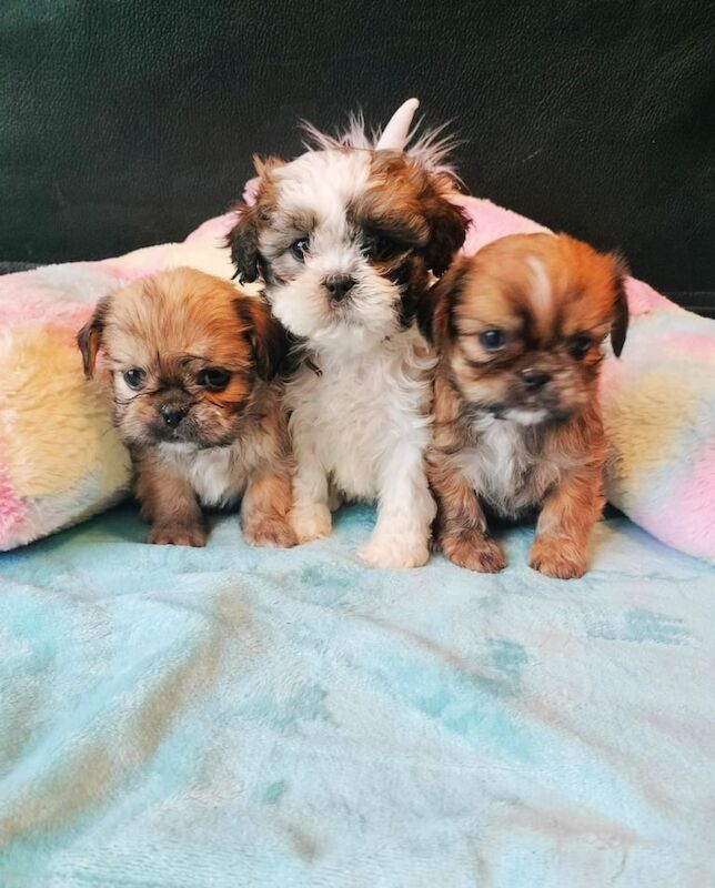 Shih Tzu X Lhasa Apso Puppies For Sale in Durham, County Durham