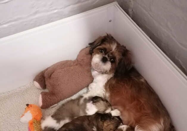 Shih_tuz Puppies - Shih Tzu Puppies For Sale in Crewe, Cheshire