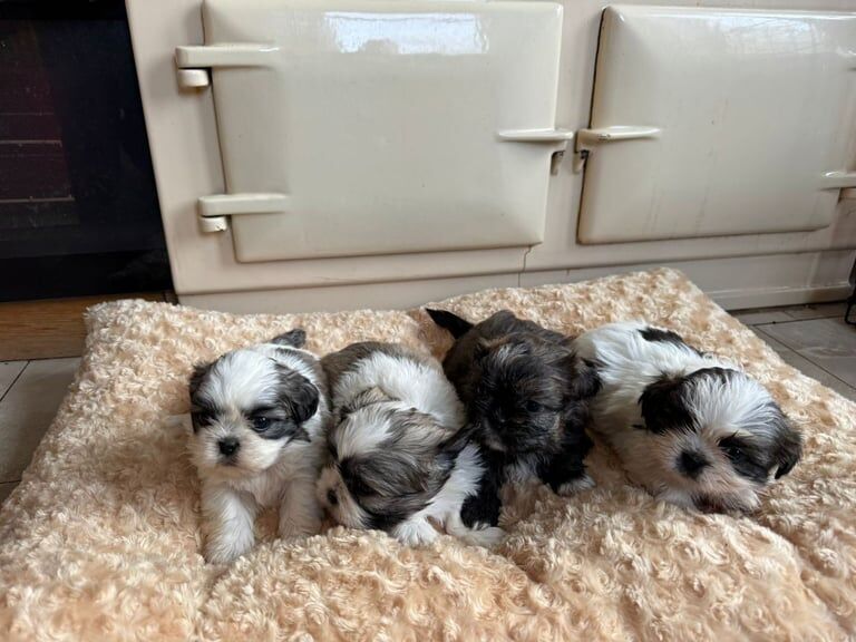 Imperial Shih Tzu Puppies For Sale | Shih Tzu Owners