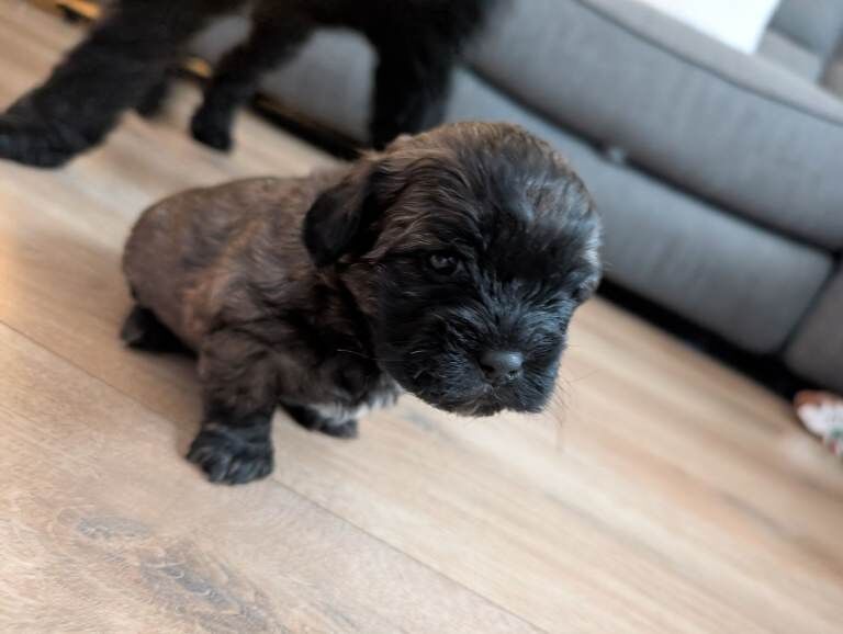 Shitzu Mixed Cavapoo Puppies - Shih Tzu Puppies For Sale in Lisburn ...