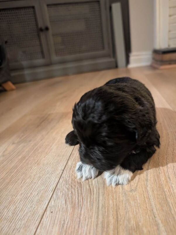 Shitzu Mixed With Cavapoo Puppies - Shih Tzu Puppies For Sale in ...