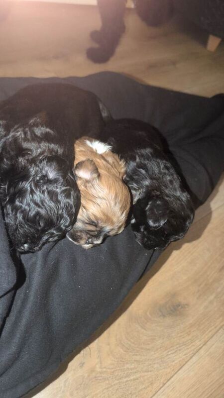 Shitzu Mixed With Cavapoo Puppies - Shih Tzu Puppies For Sale in ...