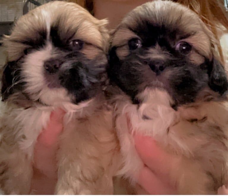 Kennel Club Registered Shih Tzu Puppies For Sale From Private Sellers ...