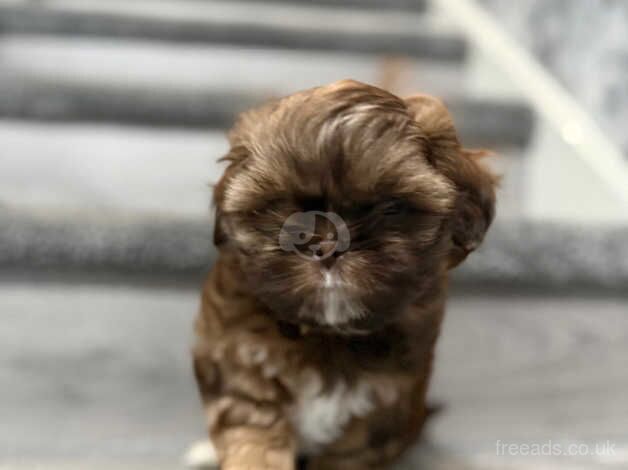 Kennel Club Registered Shih Tzu Puppies For Sale From Private Sellers ...